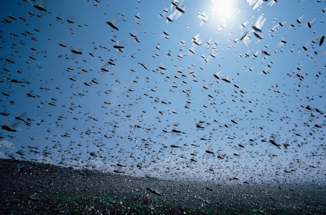 29 swarm of locusts – The Scripture Says